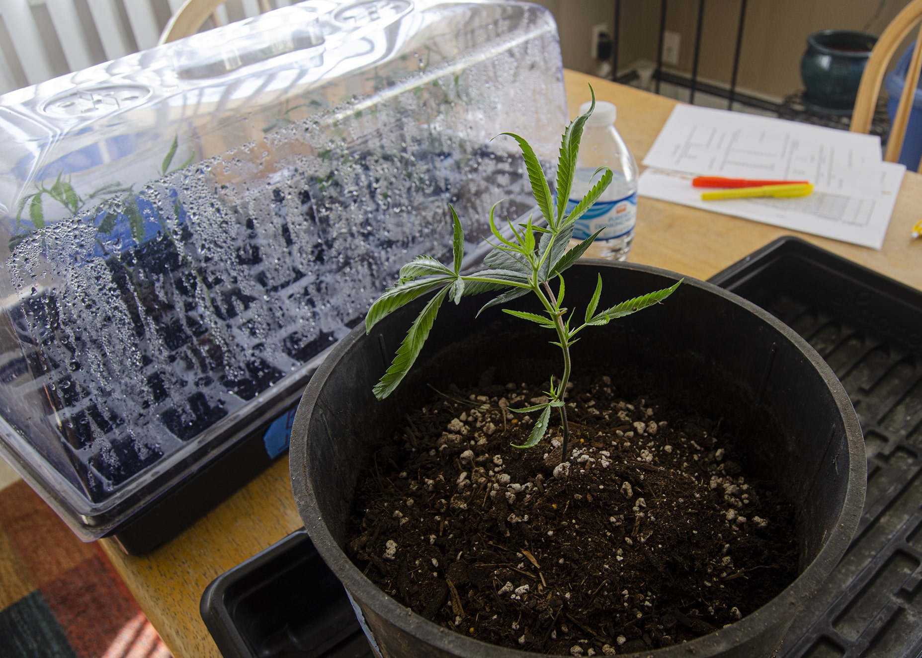 Confessions of a First Time Hemp Grower - Startup Colorado